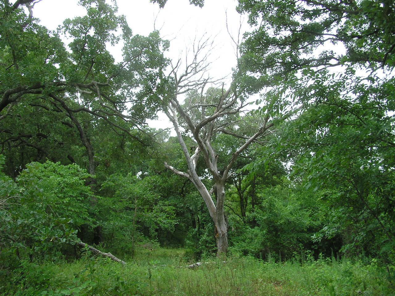 The Biggest Dead Tree That I Have Pushed Over - TractorByNet